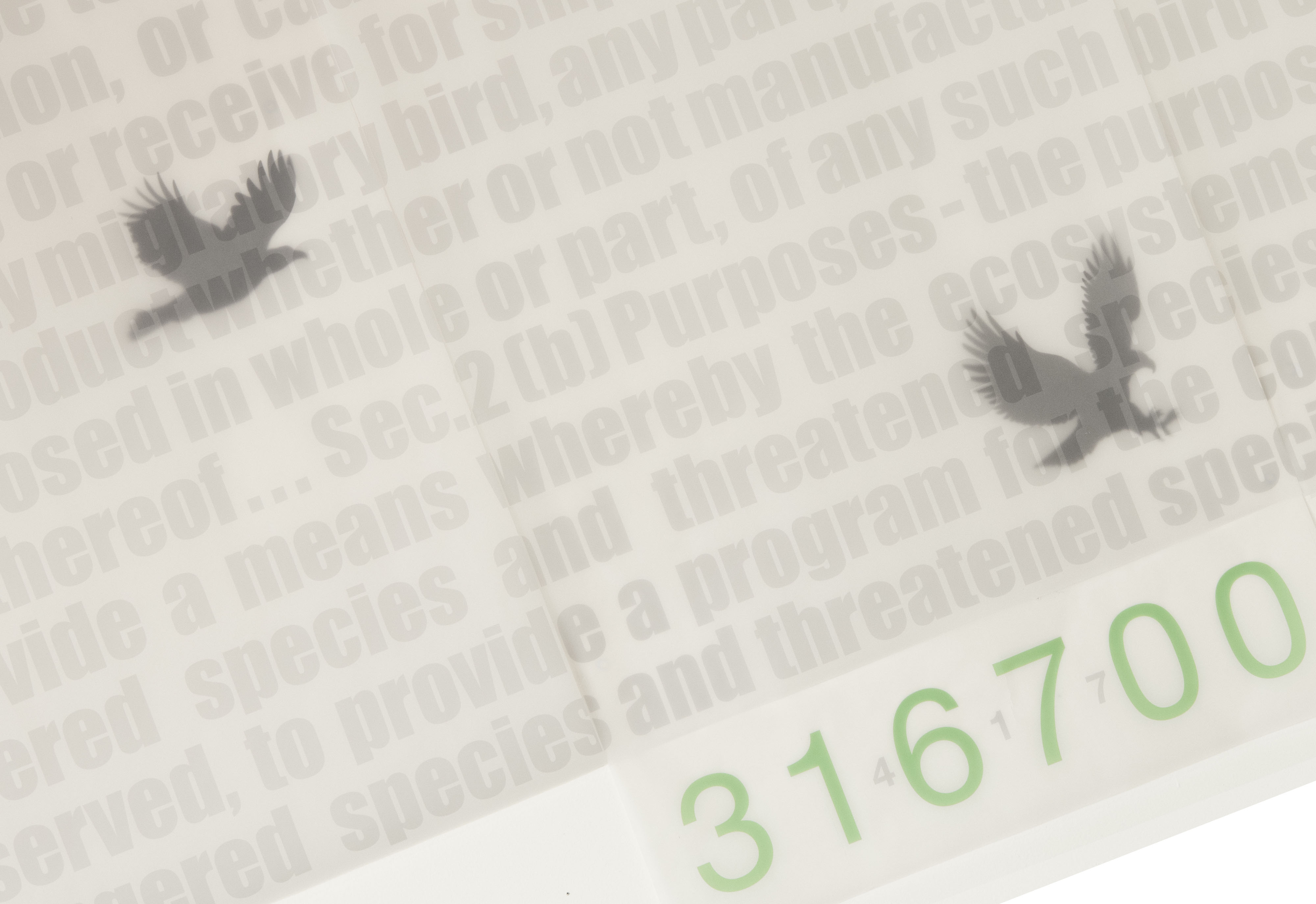 Janice Wall | Monoprints